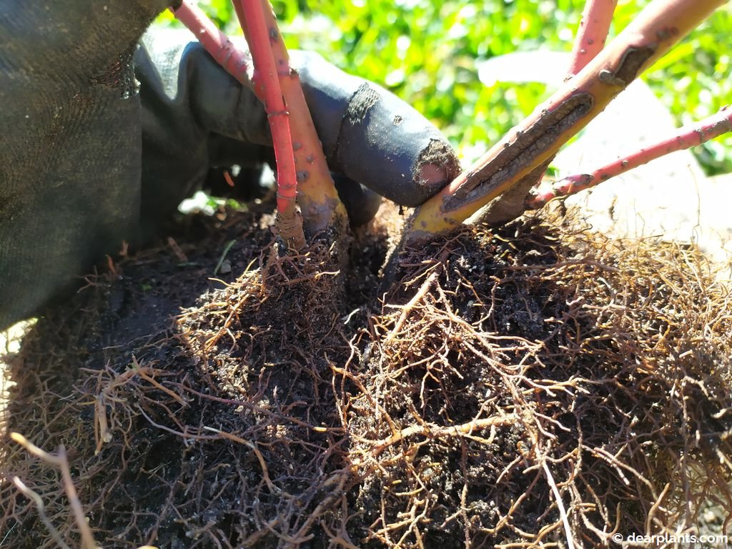 How to divide dogwood shrubs (Cornus) - Dear Plants