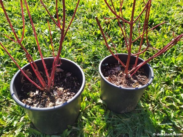 How to divide dogwood shrubs (Cornus) - Dear Plants