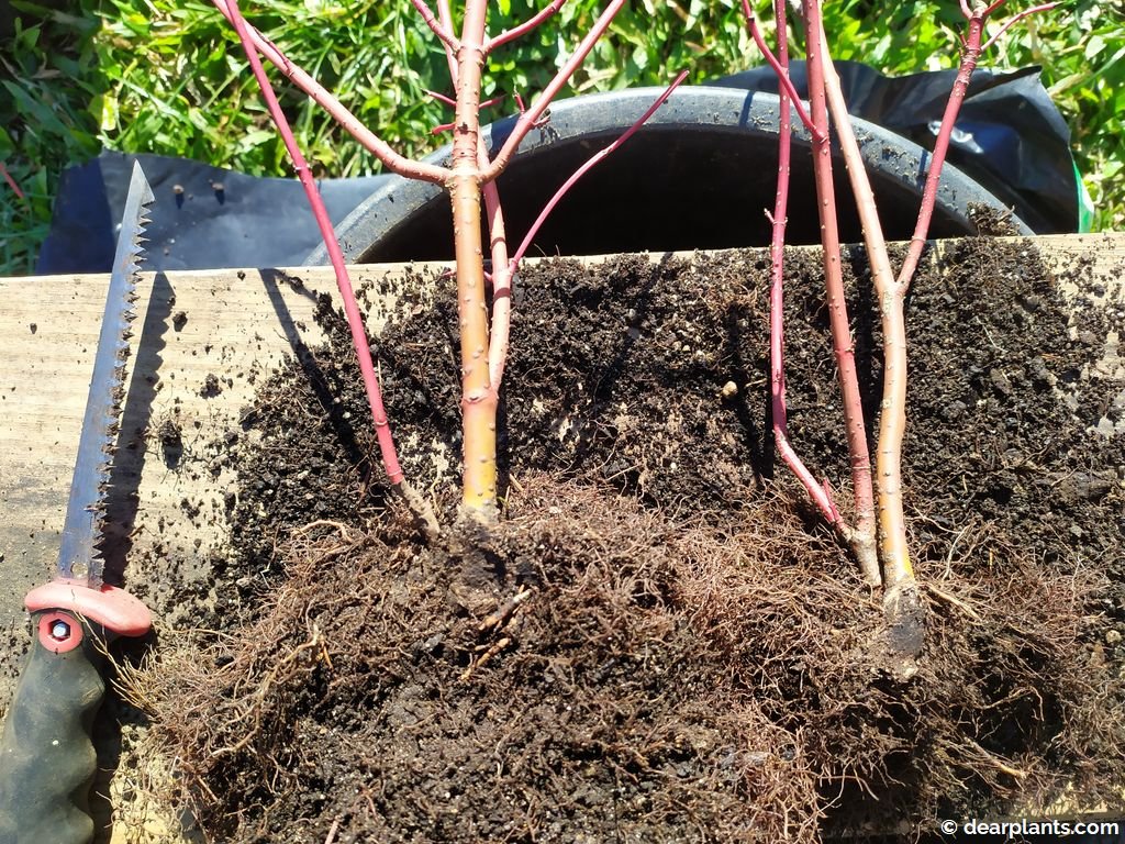 How to divide dogwood shrubs (Cornus) - Dear Plants