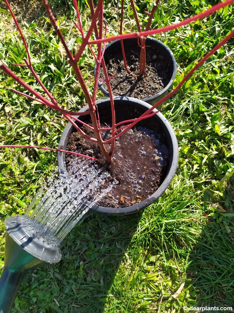 How to divide dogwood shrubs (Cornus) - Dear Plants