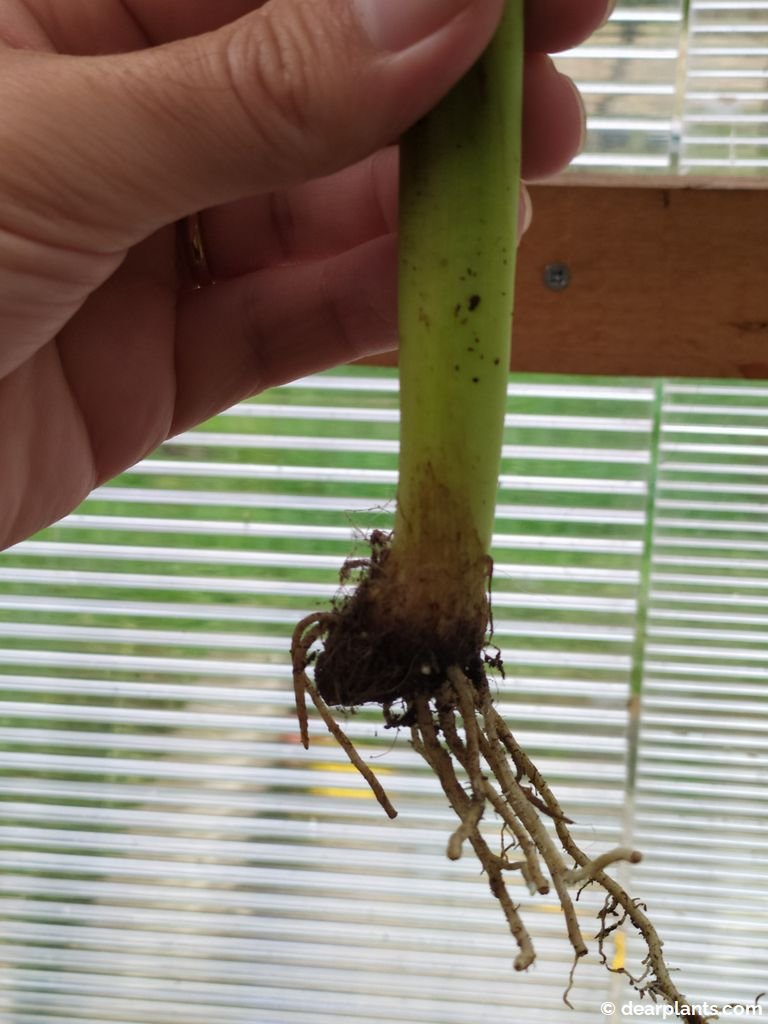 How to plant Xanthosoma aurea rhizome divisions - Dear Plants