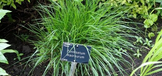 African love grass (Eragrostis curvula) - growing guides