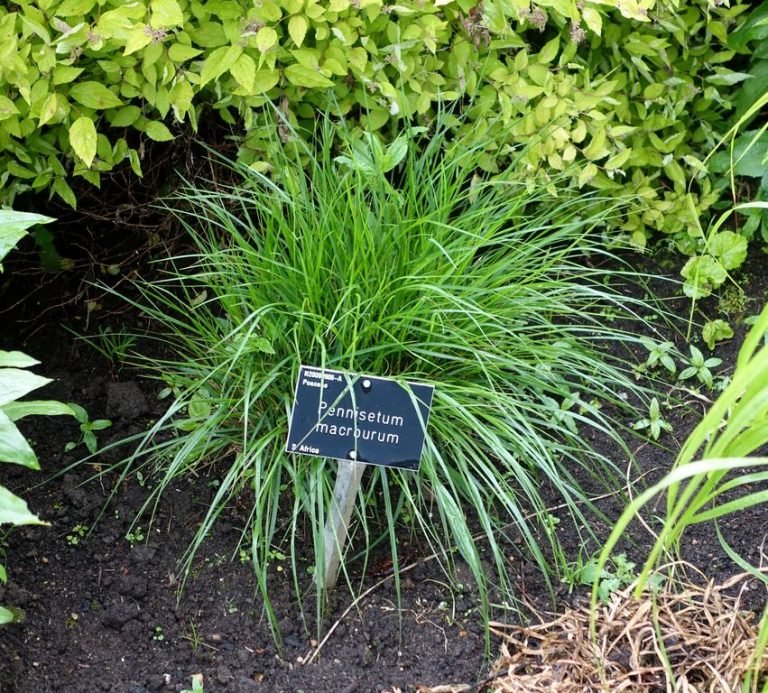 African feather grass (Pennisetum macrourum) - growing guides