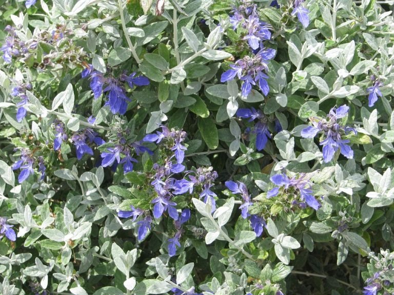 Azure tree germander (Teucrium fruticans 'Azureum') - growing guides
