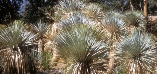 Spineless yucca (Yucca elephantipes) - growing guides