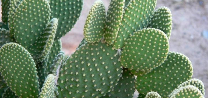 Cactaceae Archives - Dear Plants