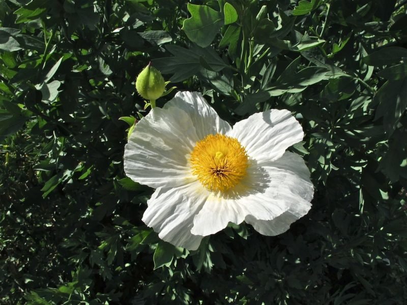 Californian tree poppy (Romneya coulteri) - growing guides
