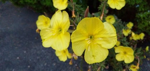 Large-flowered evening primrose (Oenothera glazioviana) - growing guides