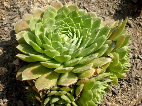 Common houseleek (Sempervivum tectorum) - growing guides