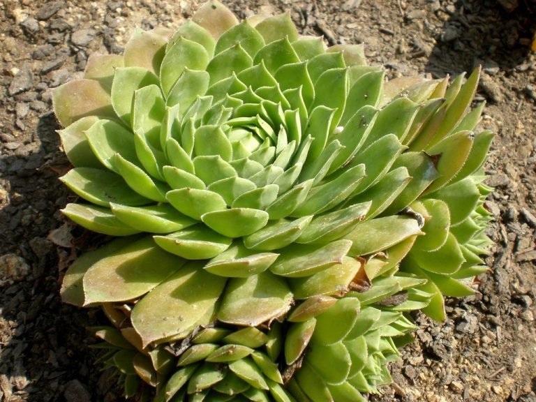 Common houseleek (Sempervivum tectorum) - growing guides