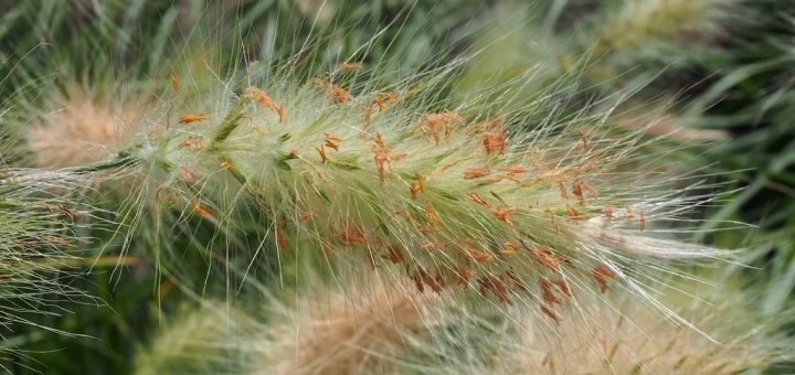 Poaceae Archives - Dear Plants