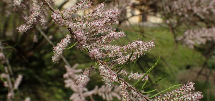 Tamarix Genus - Dear Plants