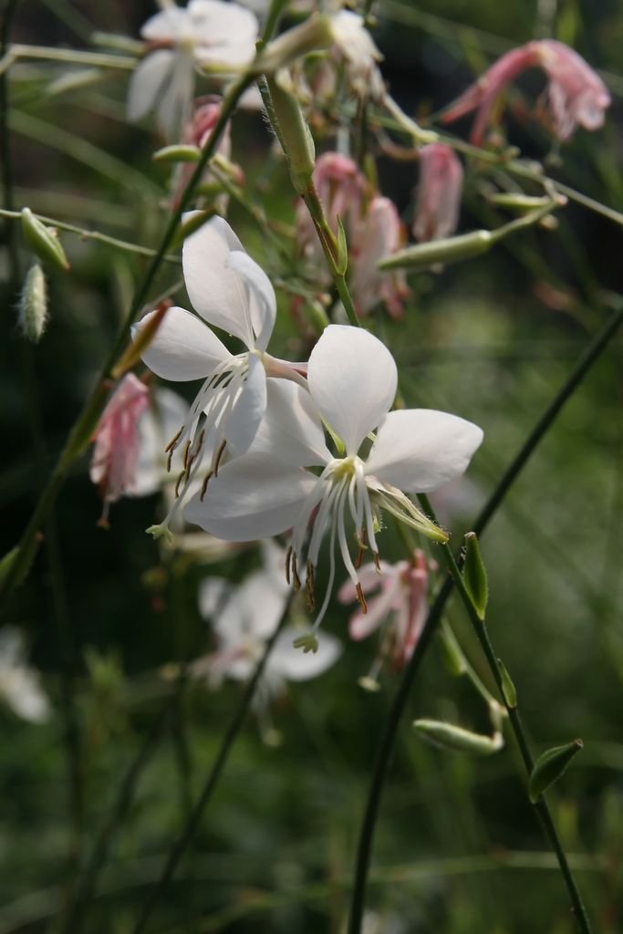 Gaura 'Whirling Butterflies' (Oenothera lindheimeri 'Whirling ...