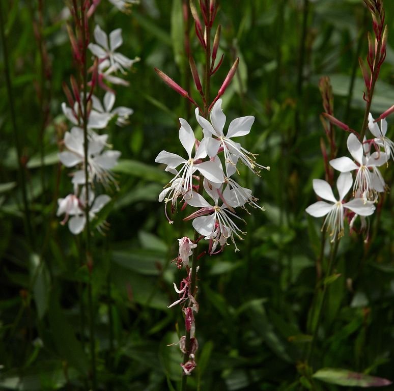 Gaura 'Whirling Butterflies' (Oenothera lindheimeri 'Whirling ...