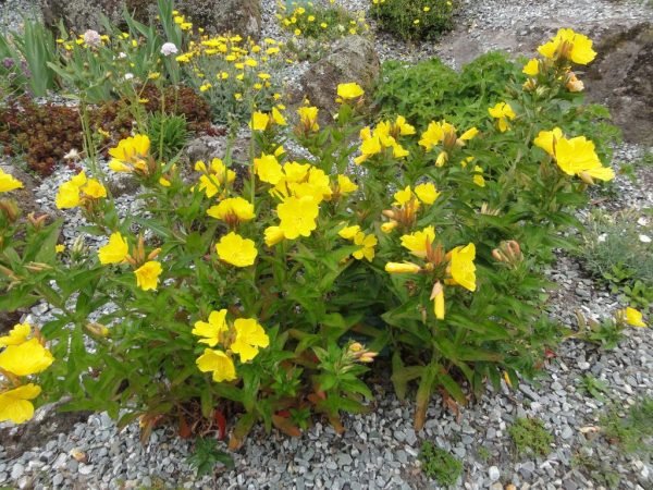 Glaucous evening primrose (Oenothera fruticosa subsp. glauca) - growing ...