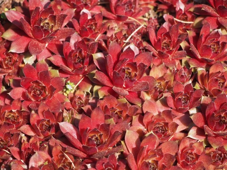 Houseleek 'Commander Hay' (Sempervivum 'Commander Hay') - growing guides