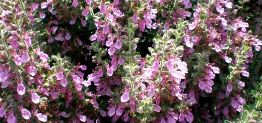 Tree germander (Teucrium fruticans) - growing guides