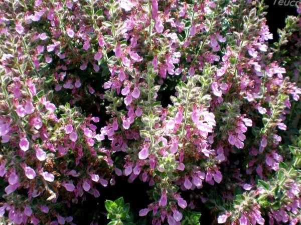 Hybrid germander (Teucrium × lucidrys) - growing guides