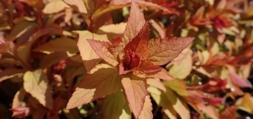 Dwarf Japanese spirea (Spiraea japonica 'Nana') - growing guides