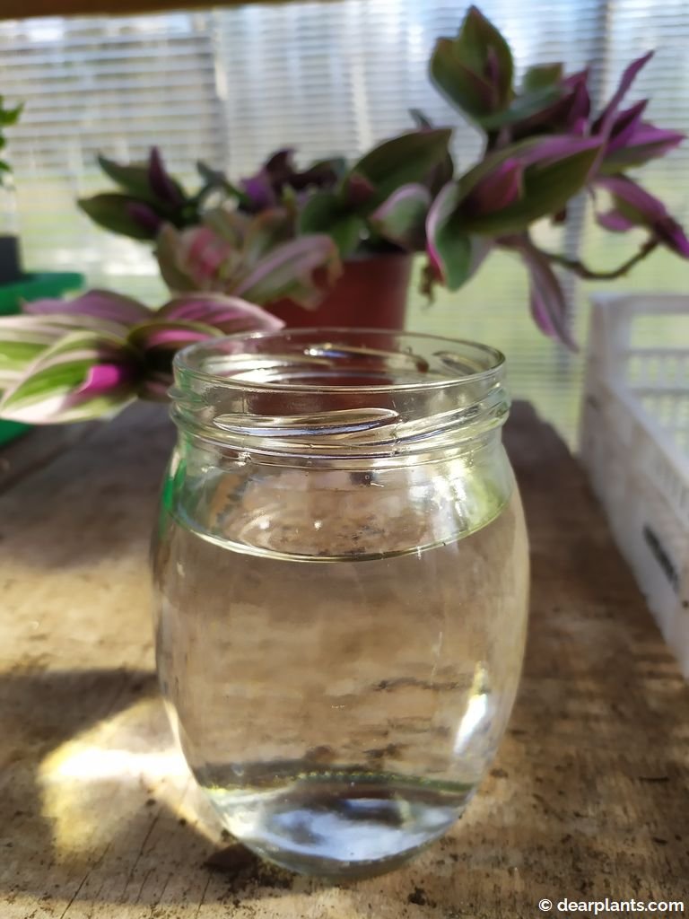 How to Propagate Tradescantia in water - Spiderwort Cuttings