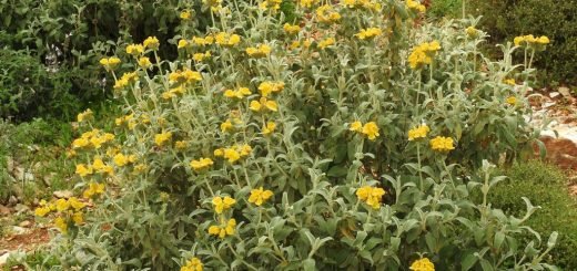 Turkish sage (Phlomis russeliana) - growing guides