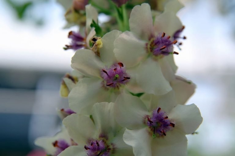 Mullein 'Raspberry Ripple' (Verbascum 'Raspberry Ripple') - growing guides