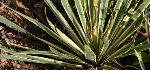 Needle palm (Yucca filamentosa) - growing guides