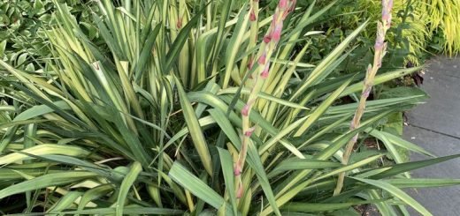 Needle palm (Yucca filamentosa) - growing guides