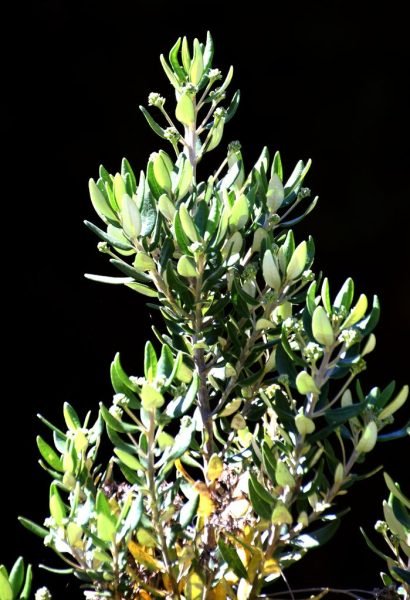 Olearia × haastii - growing guides