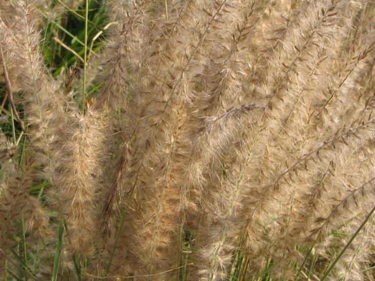 Oriental fountain grass 'Karley Rose' (Pennisetum orientale 'Karley ...
