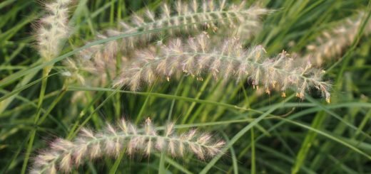 Fountain grass 'Red Buttons' (Pennisetum thunbergii 'Red Buttons ...
