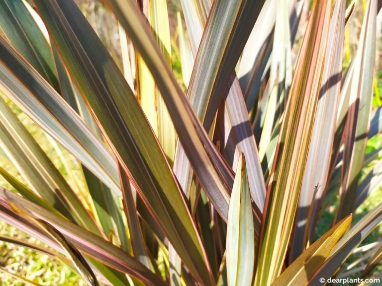 How to divide Phormium (New Zealand flax) - Dear Plants