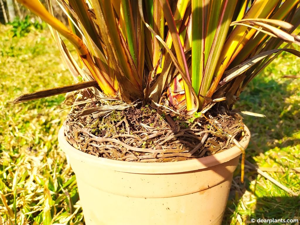 How to divide Phormium (New Zealand flax) - Dear Plants