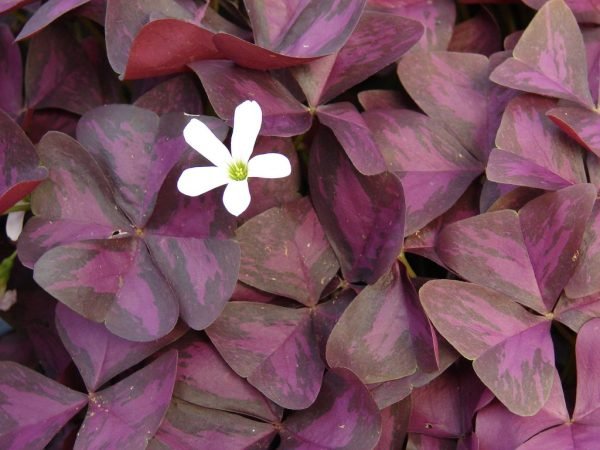 Purpleleaf false shamrock (Oxalis triangularis subsp. papilionacea ...
