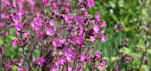Bladder campion (Silene vulgaris) - growing guides