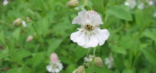 Wood melic (Melica uniflora) - growing guides