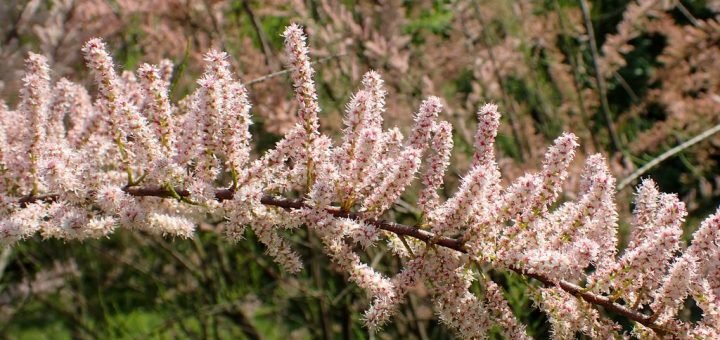 Tamarix Genus - Dear Plants