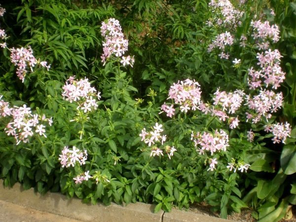 Soapwort (Saponaria officinalis) - growing guides