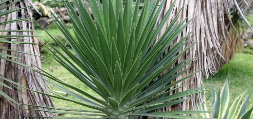 Spanish dagger (Yucca gloriosa) - growing guides