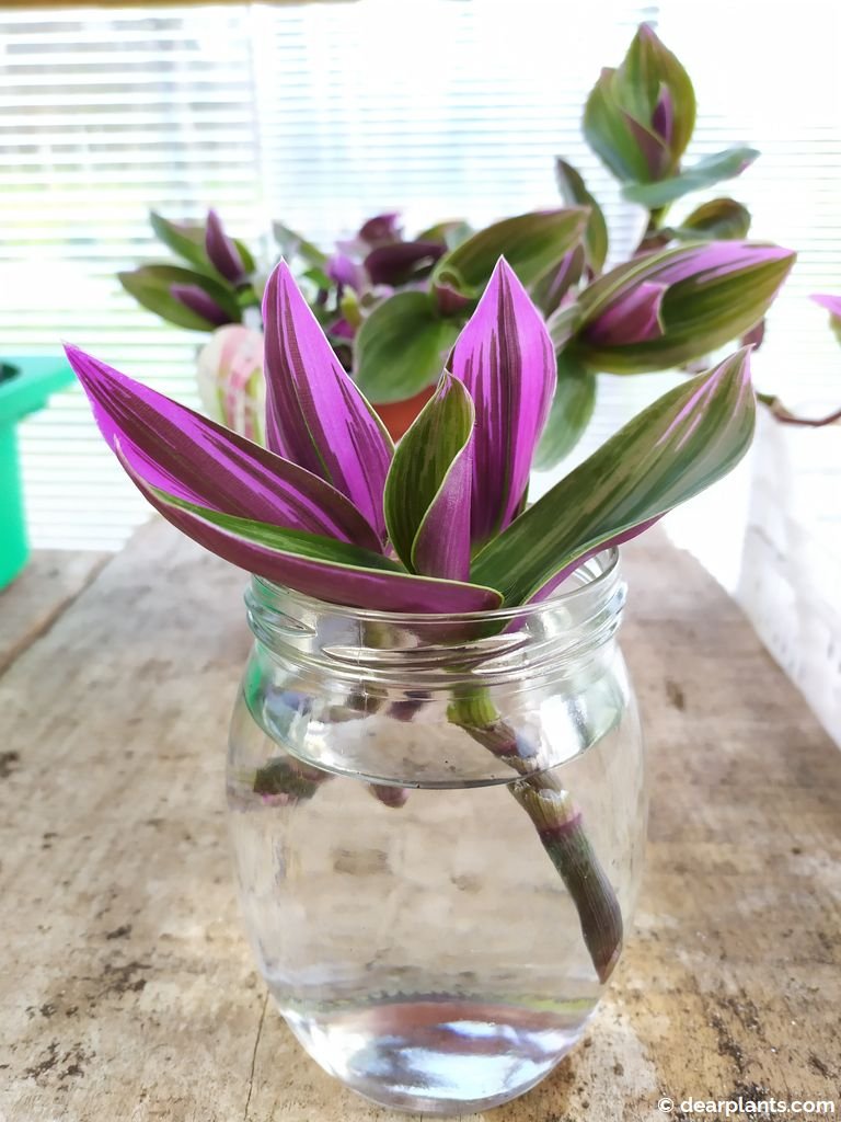How to Propagate Tradescantia in water - Spiderwort Cuttings