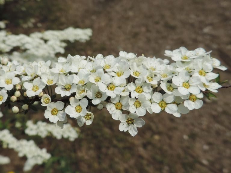 Spirea 'Grefsheim' (Spiraea × cinerea 'Grefsheim') - growing guides