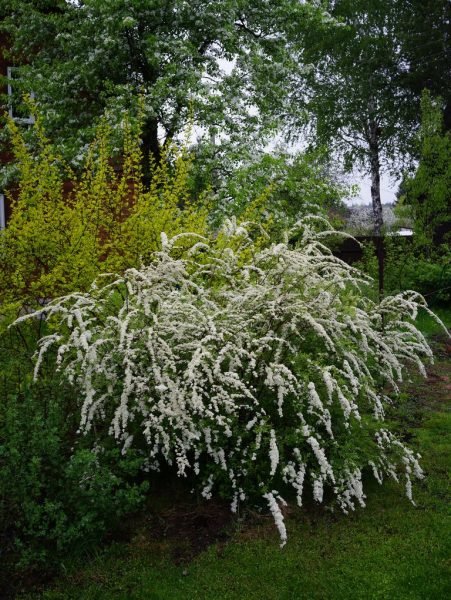 Spirea 'Grefsheim' (Spiraea × cinerea 'Grefsheim') - growing guides