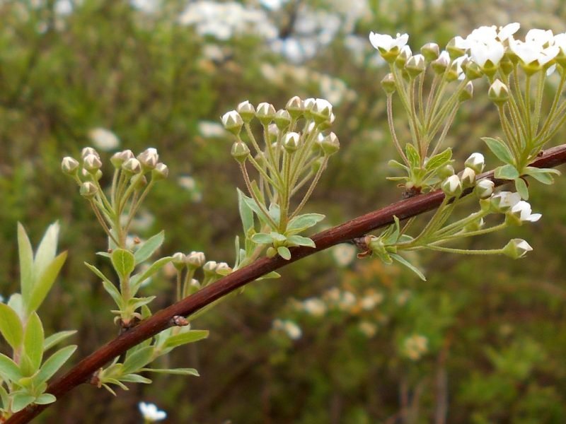 Spirea 'Grefsheim' (Spiraea × cinerea 'Grefsheim') - growing guides