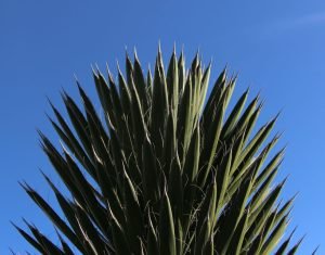 St. Peter's palm (Yucca filifera) - growing guides