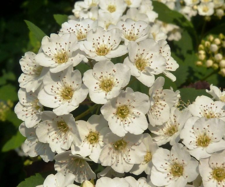 Tosa spirea 'Snowmound' (Spiraea nipponica 'Snowmound') - growing guides