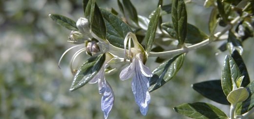 Azure tree germander (Teucrium fruticans 'Azureum') - growing guides