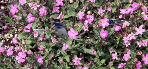 Tumbling Ted (Saponaria ocymoides) - growing guides