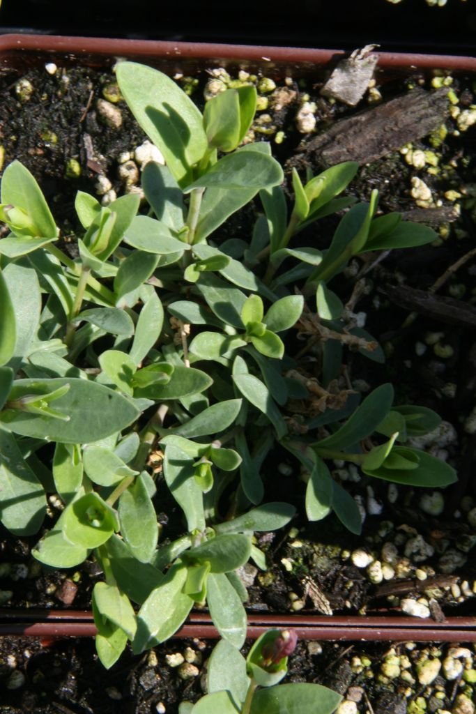 Tumbling Ted 'Rubra Compacta' (Saponaria ocymoides 'Rubra Compacta ...