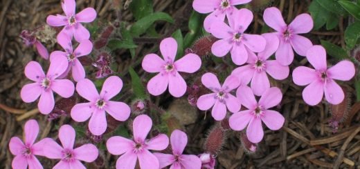 Tumbling Ted 'Rubra Compacta' (Saponaria ocymoides 'Rubra Compacta ...