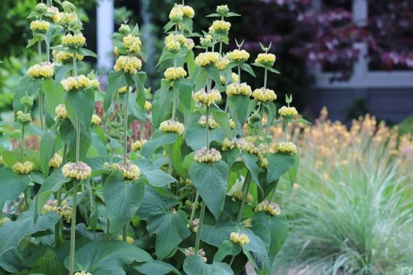 Turkish sage (Phlomis russeliana) - growing guides